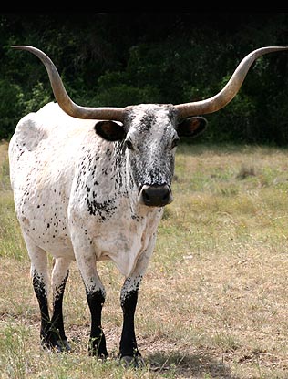PEARL LONGHORN RANCH | Texas Longhorn Cattle For Sale in Central Texas